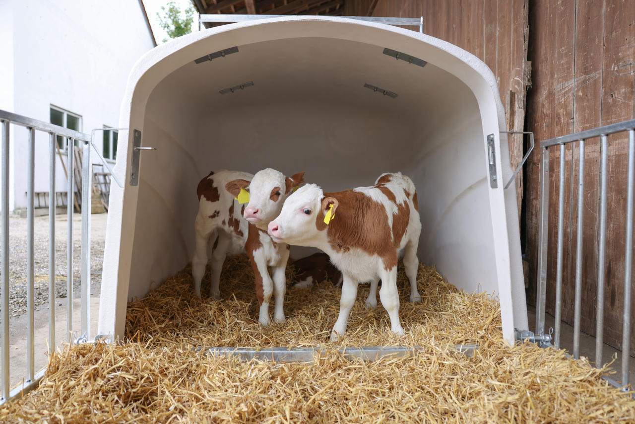 Kerbl CalfHouse Premium DUO niche à veaux sans enclos